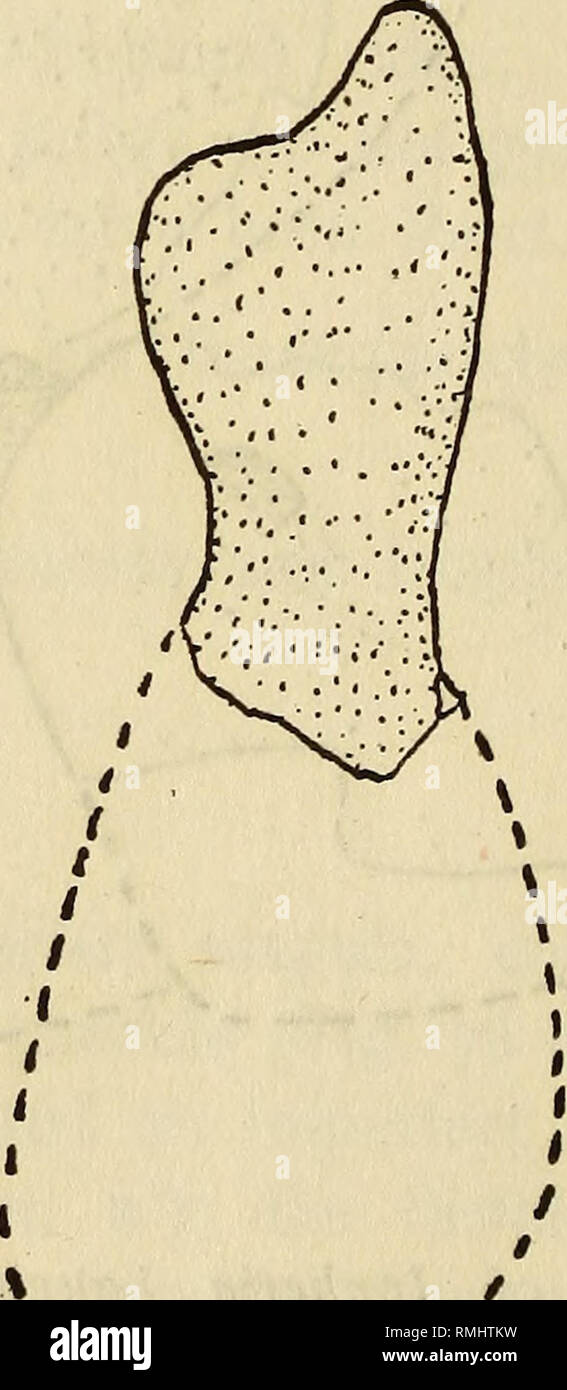 Jonkeria hi-res stock photography and images - Alamy