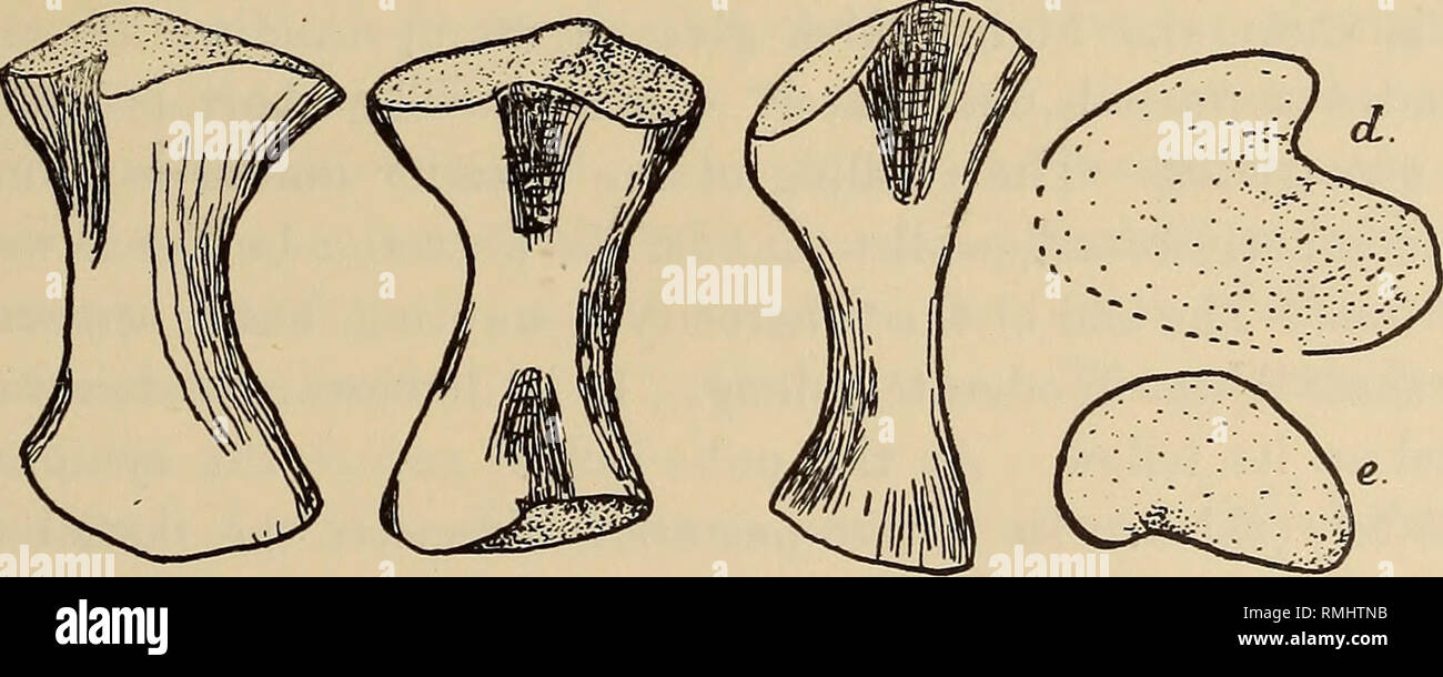 . Annals of the South African Museum = Annale van die Suid-Afrikaanse ...