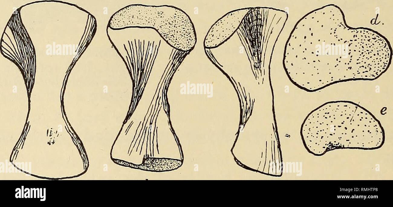 Epicondyles hi-res stock photography and images - Alamy