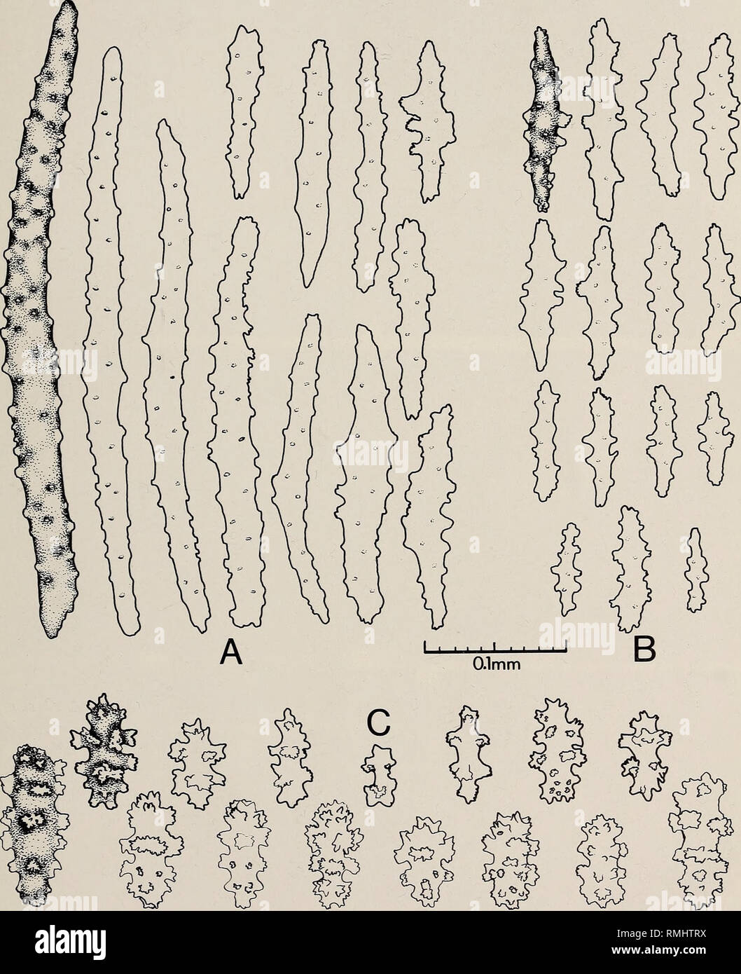 Cape coral museum of history hi-res stock photography and images - Alamy