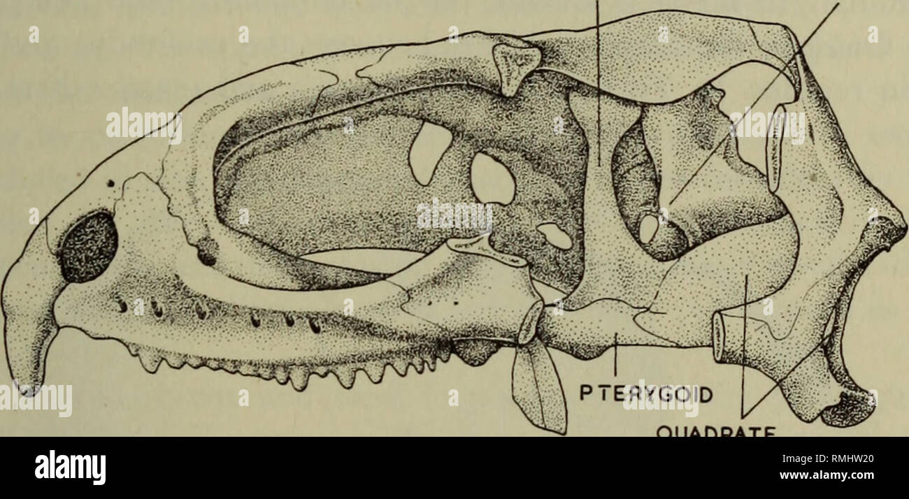 . Annals of the South African Museum. Annale van die Suid-Afrikaanse ...