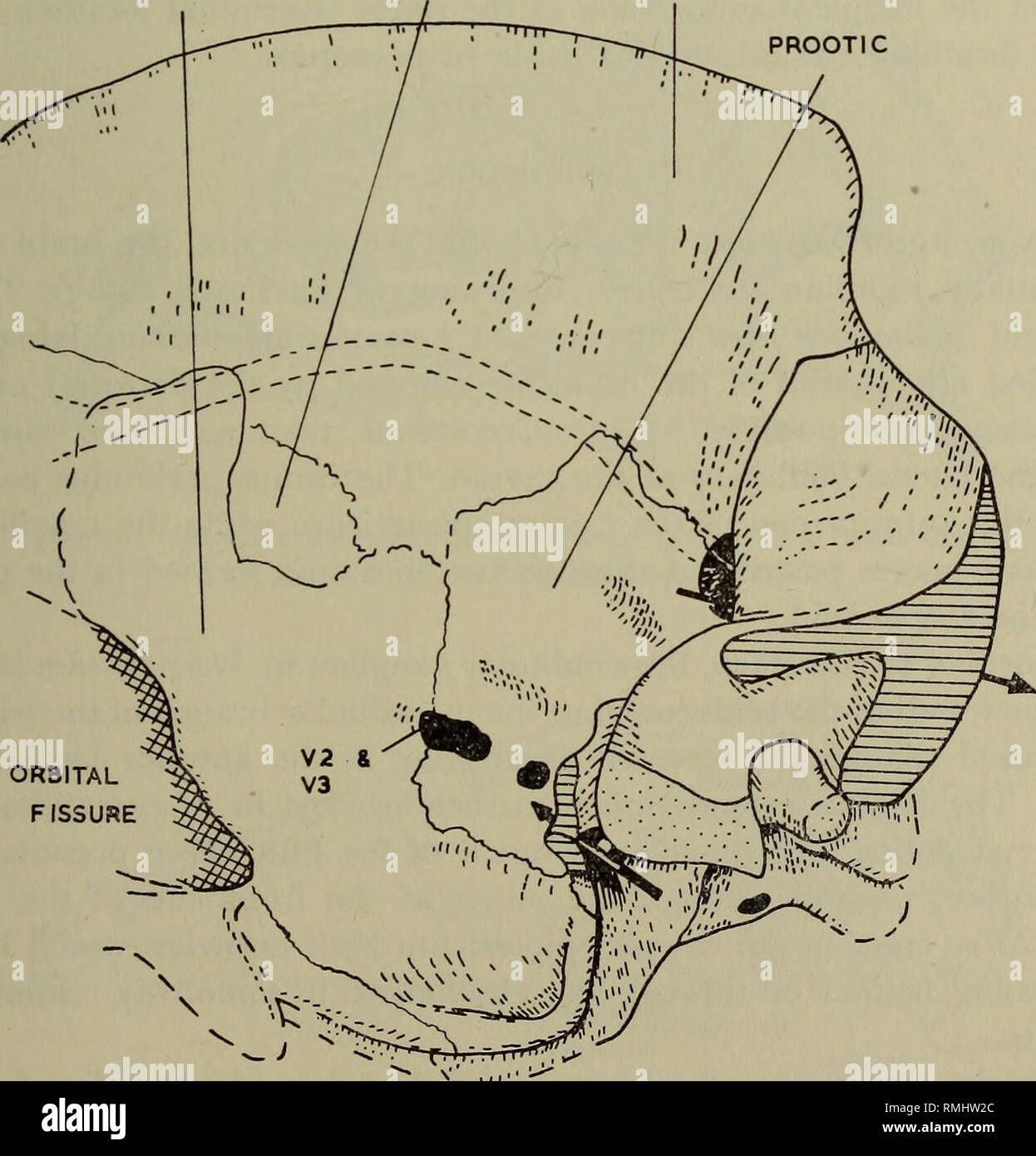 Diarthrognathus