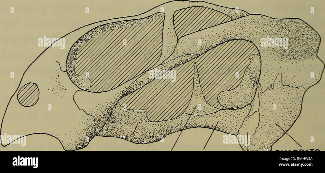 . Annals of the South African Museum. Annale van die Suid-Afrikaanse ...