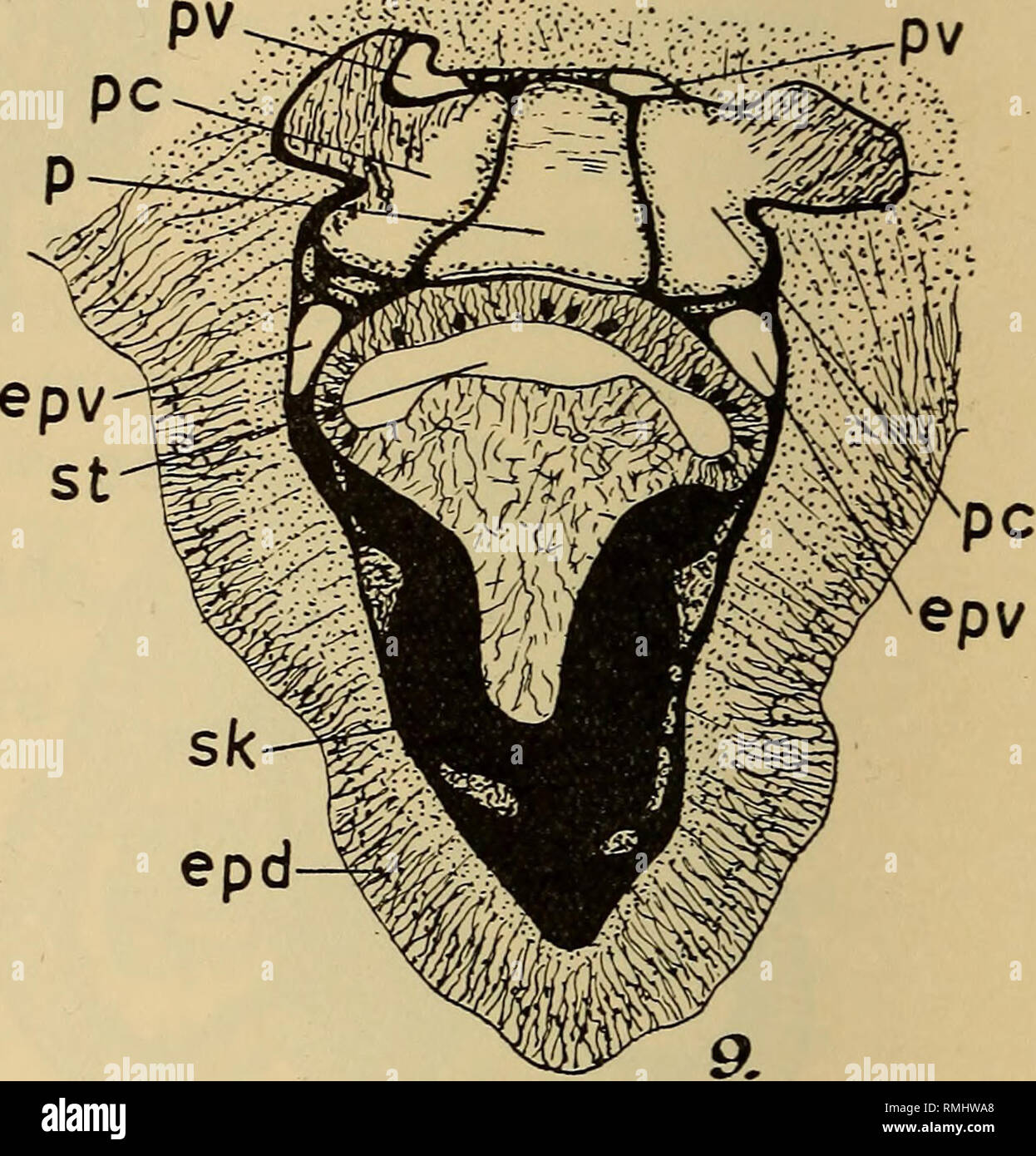 . Annals of the South African Museum = Annale van die Suid-Afrikaanse ...