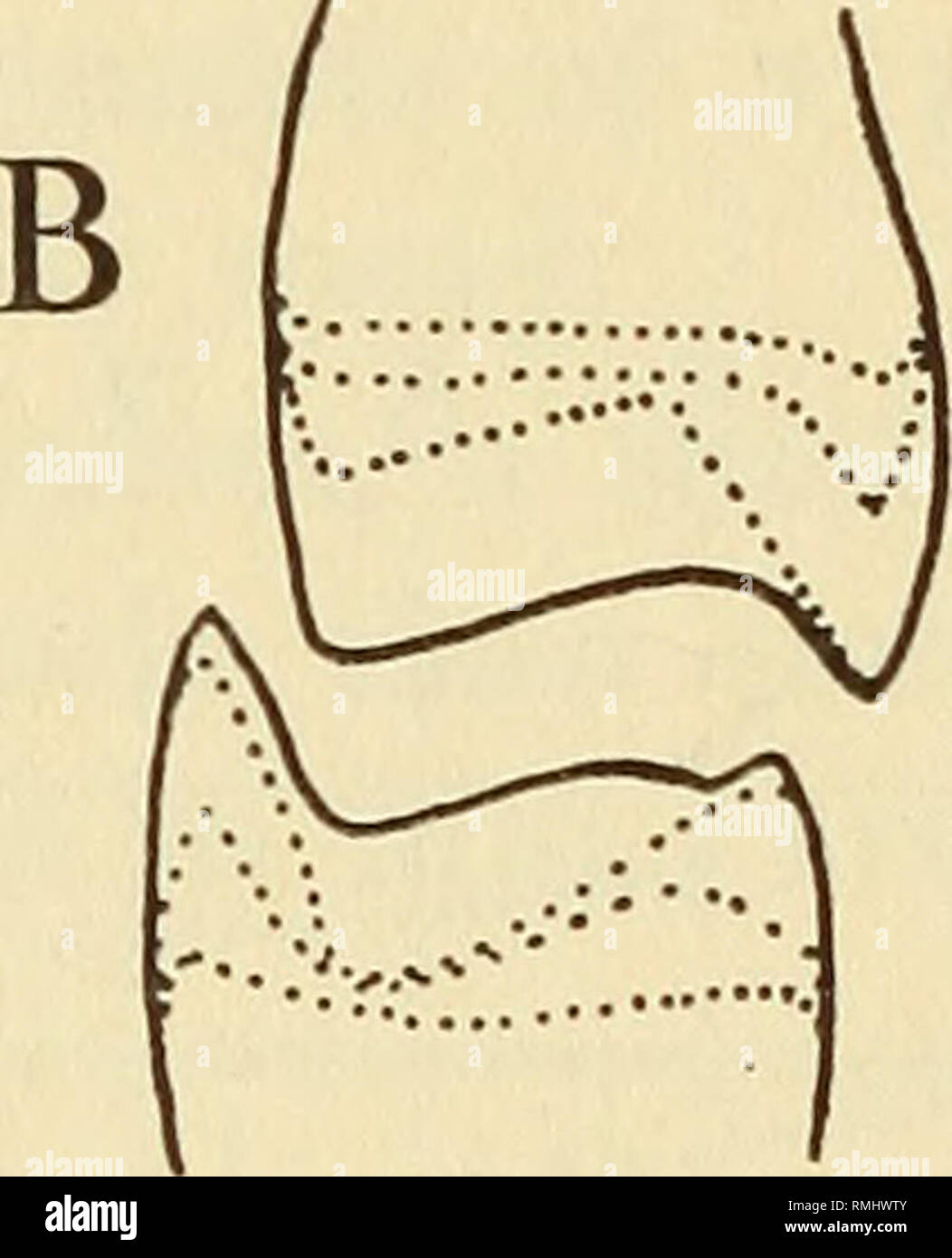 . Annals of the South African Museum = Annale van die Suid-Afrikaanse ...