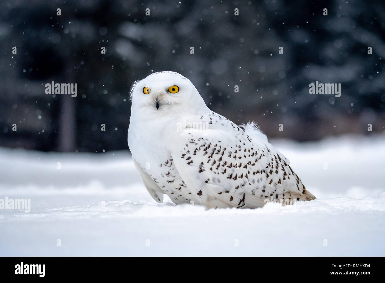 Snowy owl. (Bubo scandiacus). Snowy owls are native to Arctic regions ...