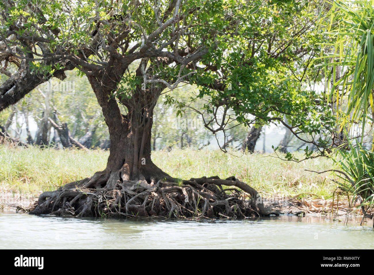 A stunning tree with exposed root system in the Corroboree Billabong ...