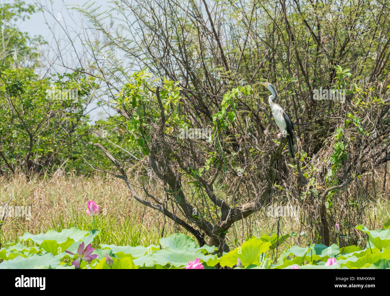 Yellow water billabong lily hi-res stock photography and images - Alamy
