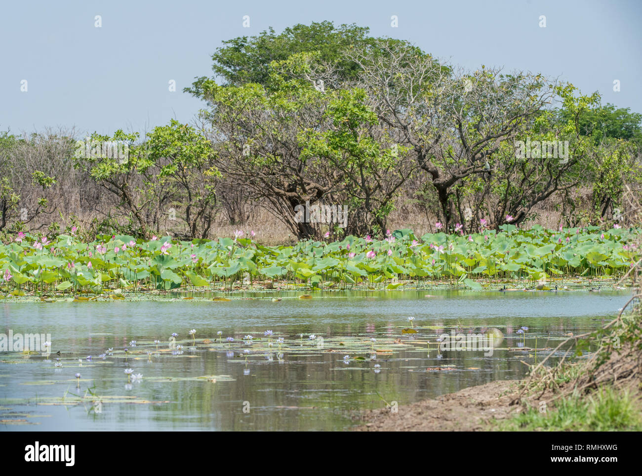 Giant flowering lotus plants and native forest growth in the Corroboree ...