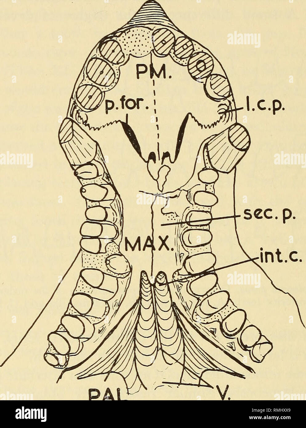 Labial angles hi-res stock photography and images - Alamy