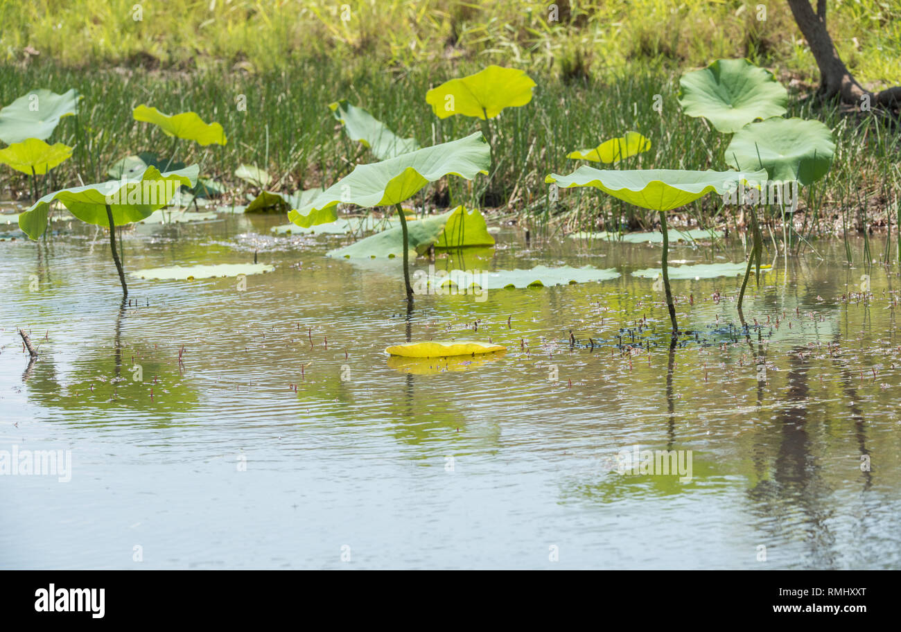 Tall, giant lotus leaves growing wild in the Corroboree Billabong in ...