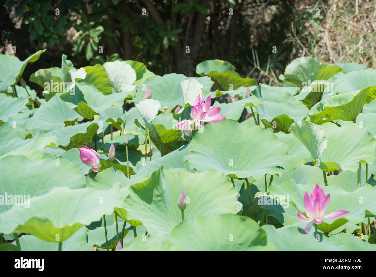 Massive sacred lotus plants with pink flowers growing wild in the ...