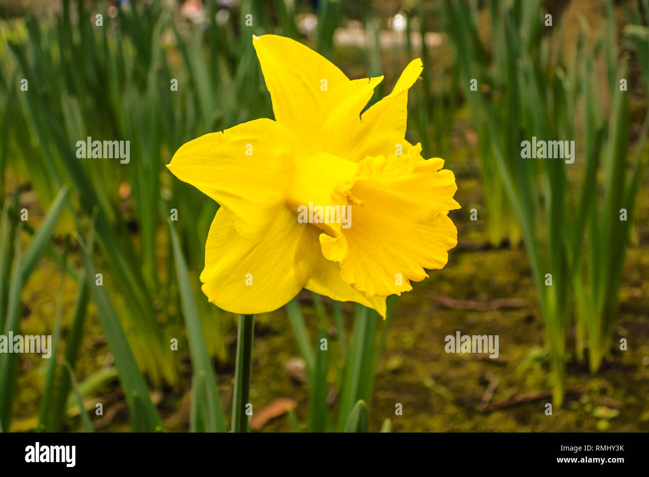 Yellow Daffodil Flower Stock Photo - Alamy
