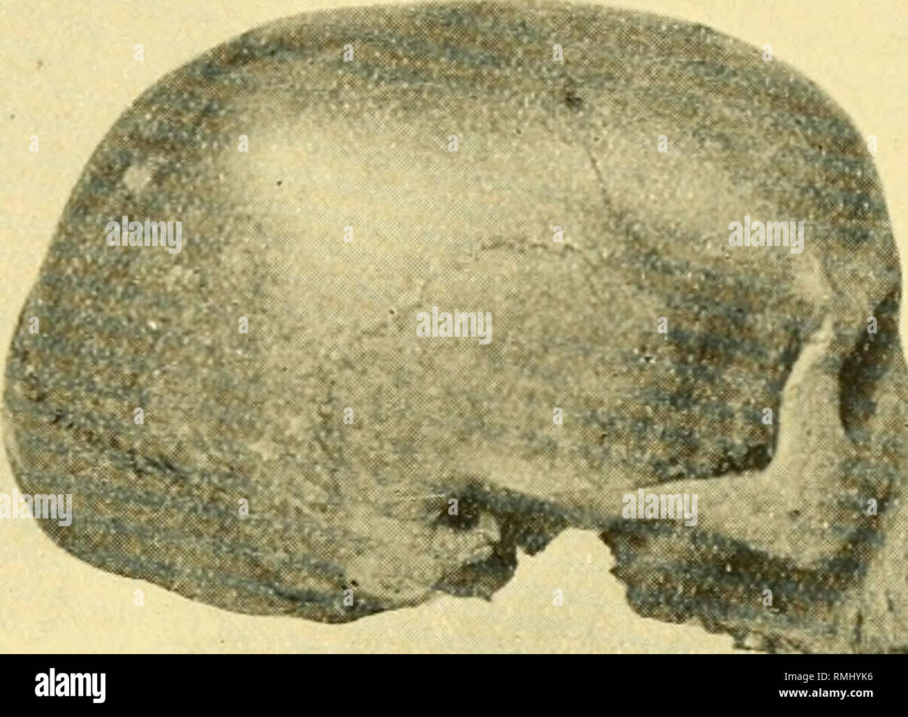 . Annals of the South African Museum. Annale van die Suid-Afrikaanse ...