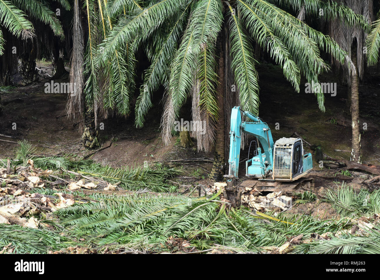 The Excavator fell and chip palm trees into slice for replanting Stock ...