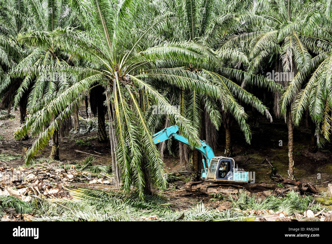 The Excavator fell and chip palm trees into slice for replanting Stock ...