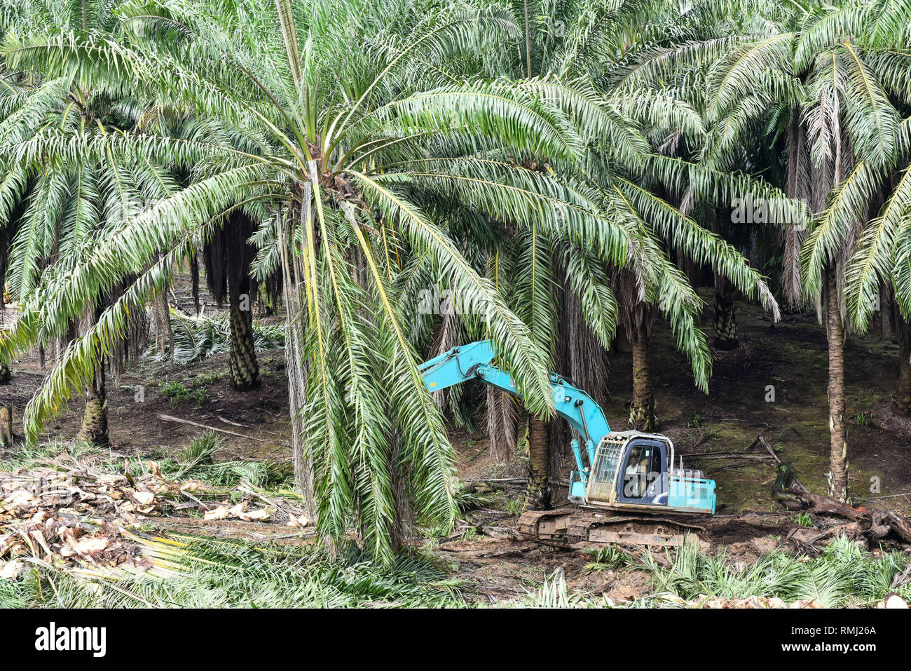 The Excavator fell and chip palm trees into slice for replanting Stock ...