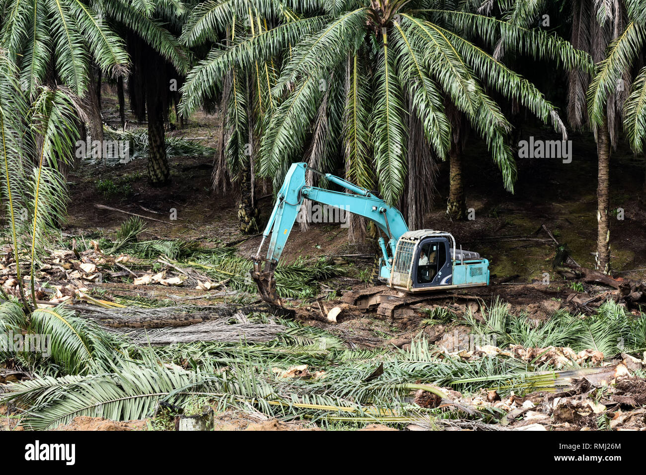 The Excavator fell and chip palm trees into slice for replanting Stock ...