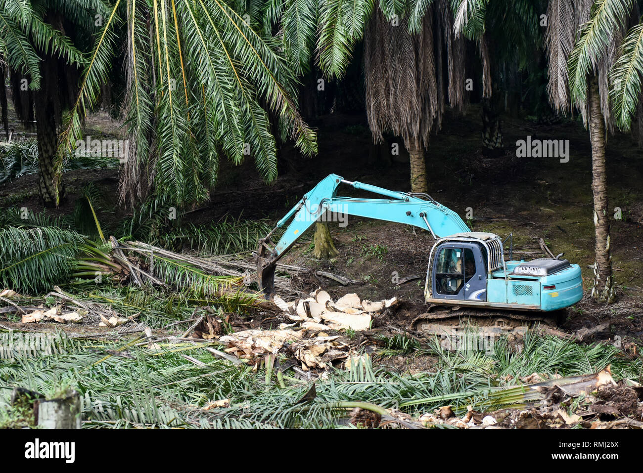 The Excavator fell and chip palm trees into slice for replanting Stock ...