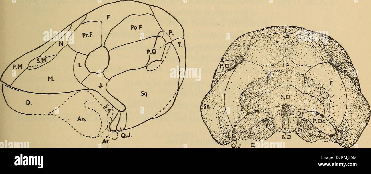 . Annals of the South African Museum = Annale van die Suid-Afrikaanse ...