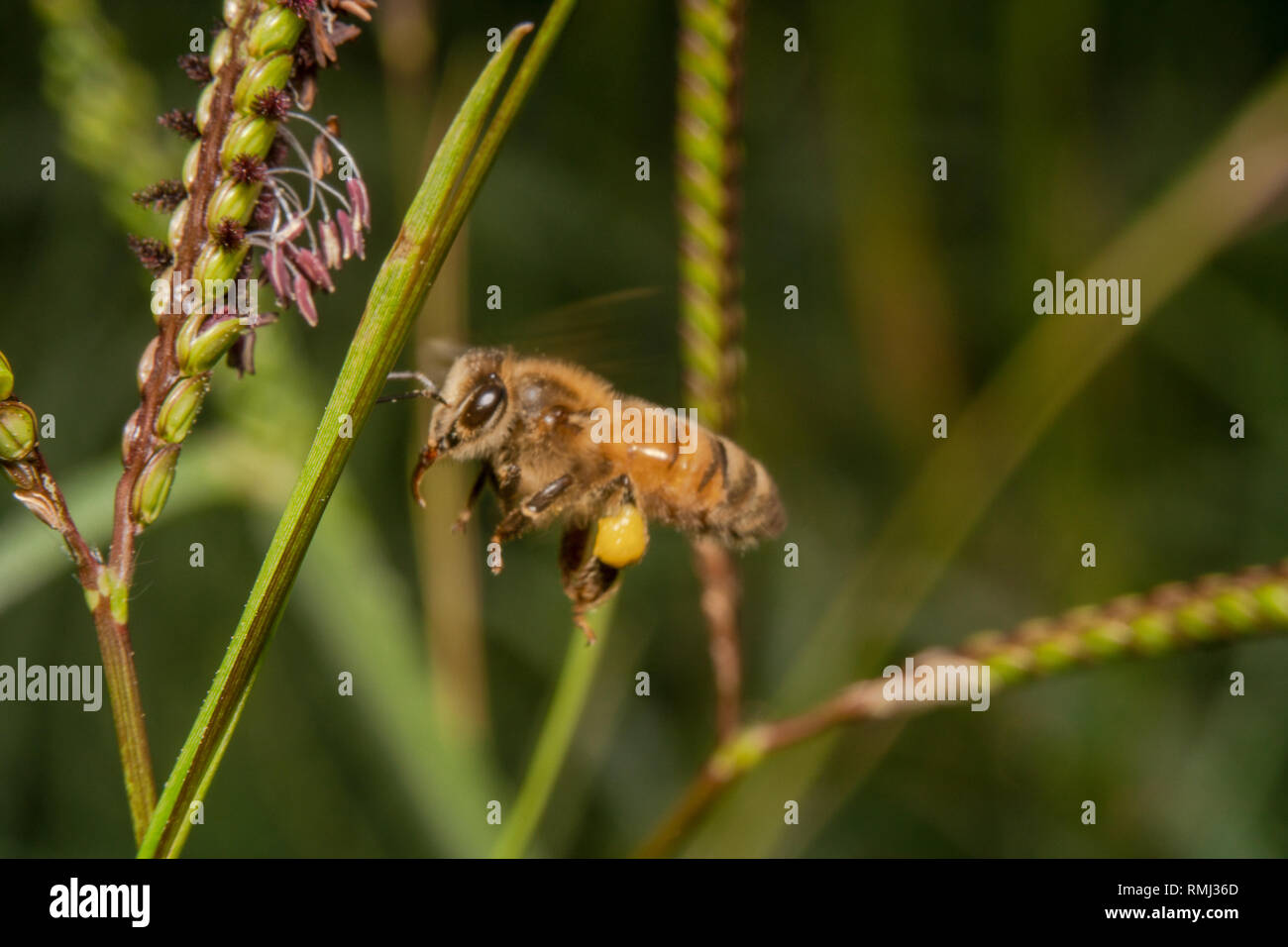 A beautiful honey bee flying/hovering towards a plant with purple ...