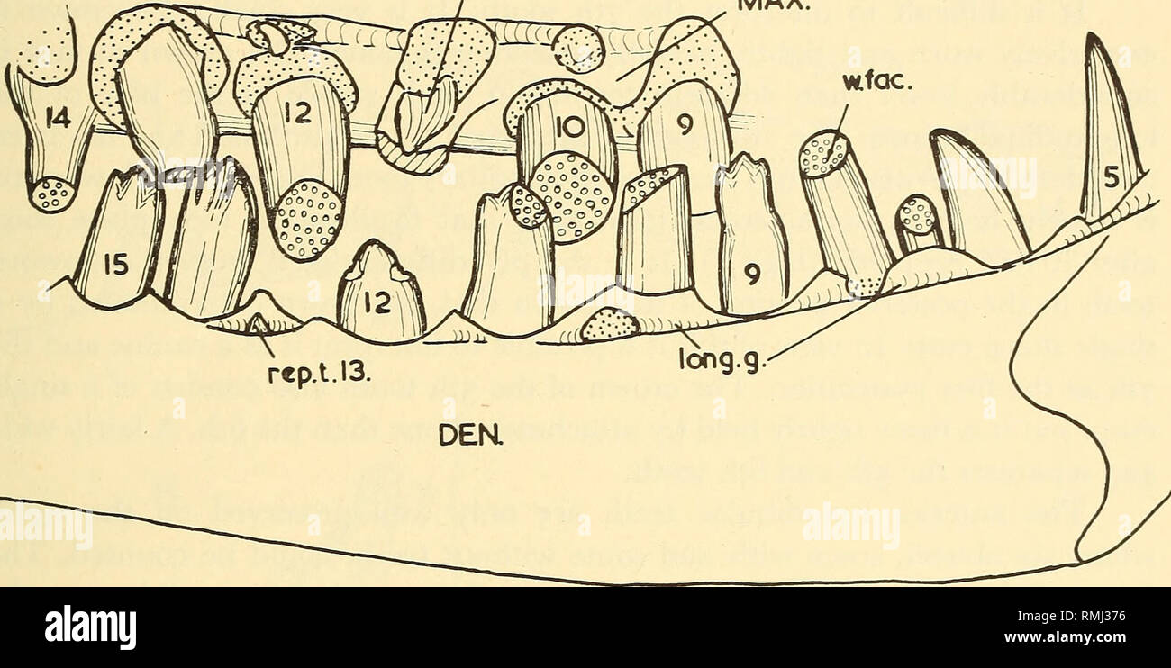 . Annals of the South African Museum = Annale van die Suid-Afrikaanse ...