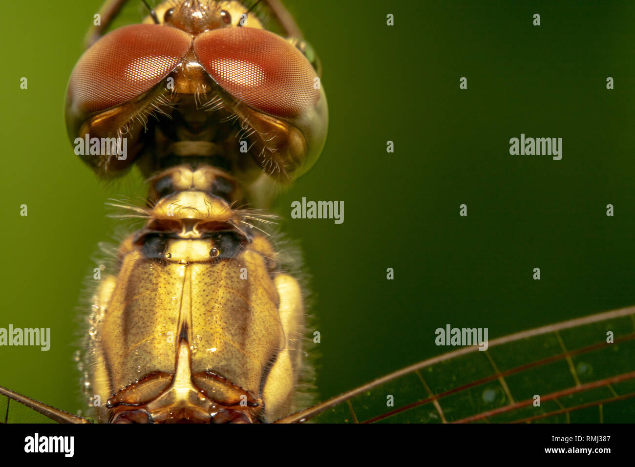 Wandering glider the globe skimmer globe-wanderer scientific-name ...