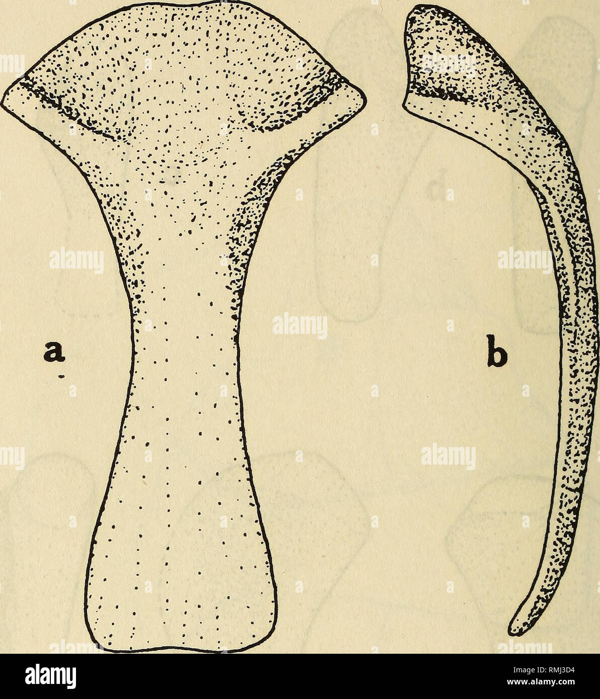 . Annals of the South African Museum = Annale van die Suid-Afrikaanse ...