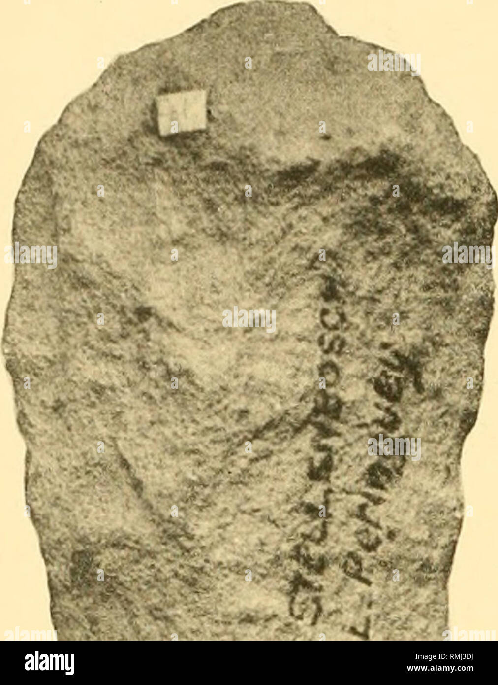 . Annals of the South African Museum. Annale van die Suid-Afrikaanse ...