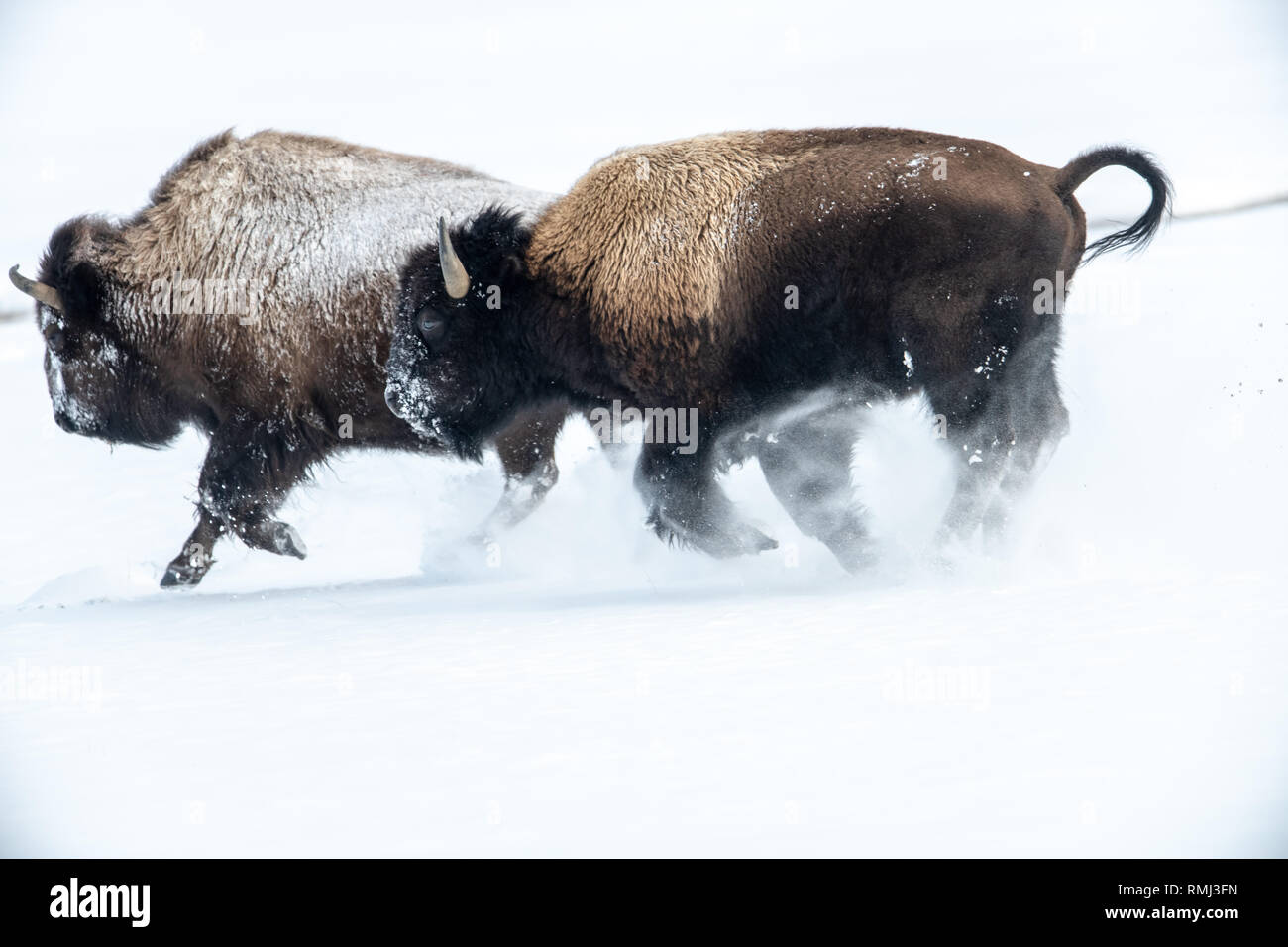 Bison Running