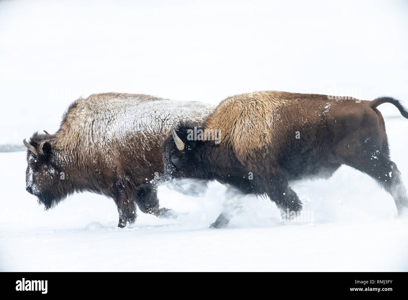Two American bison (Bison bison) running in Yellowstone's winter snow ...