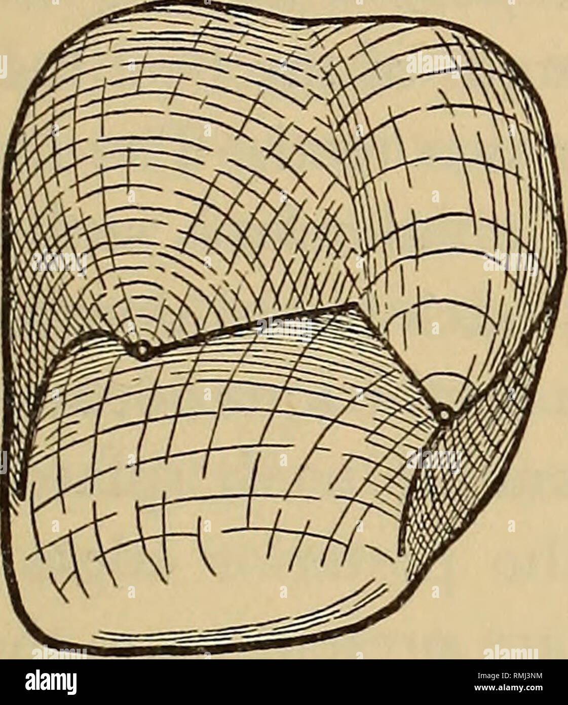 . Annals of the South African Museum = Annale van die Suid-Afrikaanse ...