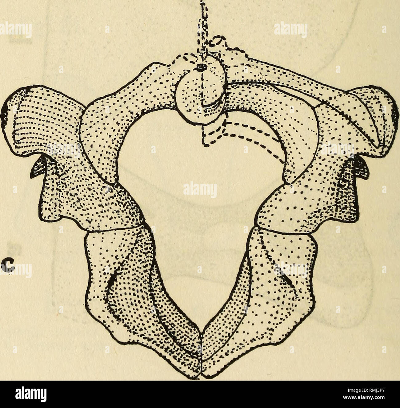 . Annals of the South African Museum = Annale van die Suid-Afrikaanse ...