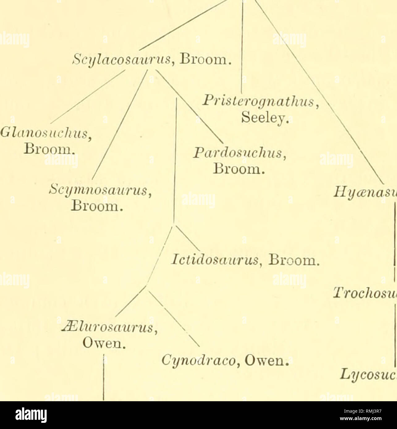 Lycosuchus hi-res stock photography and images - Alamy