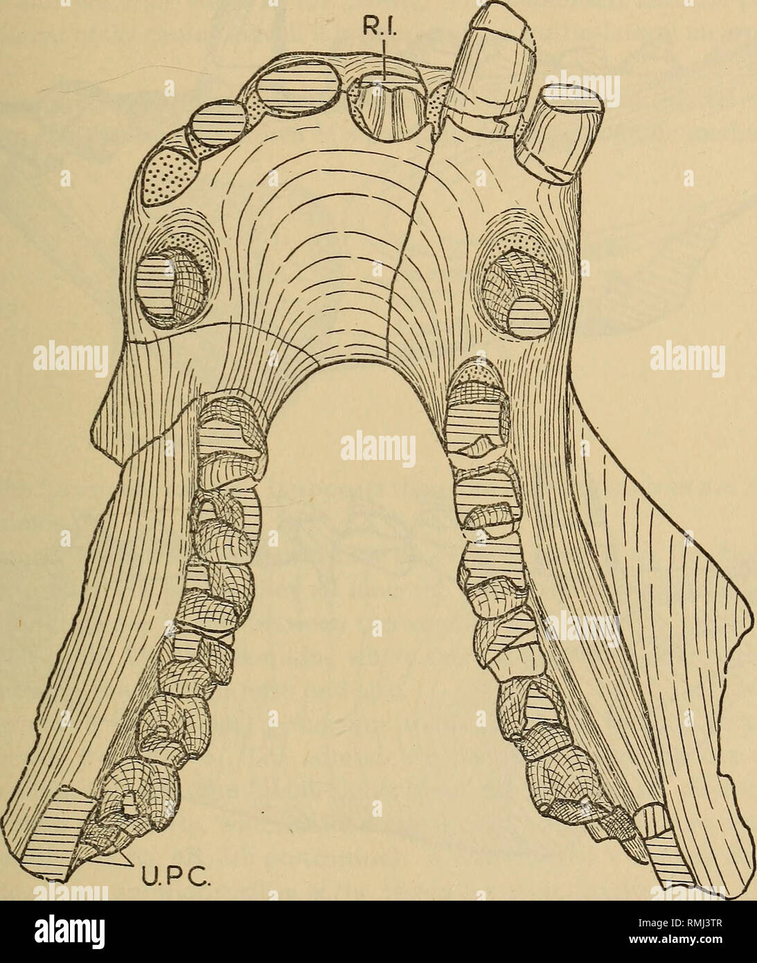 Alveolus cross section hi-res stock photography and images - Alamy