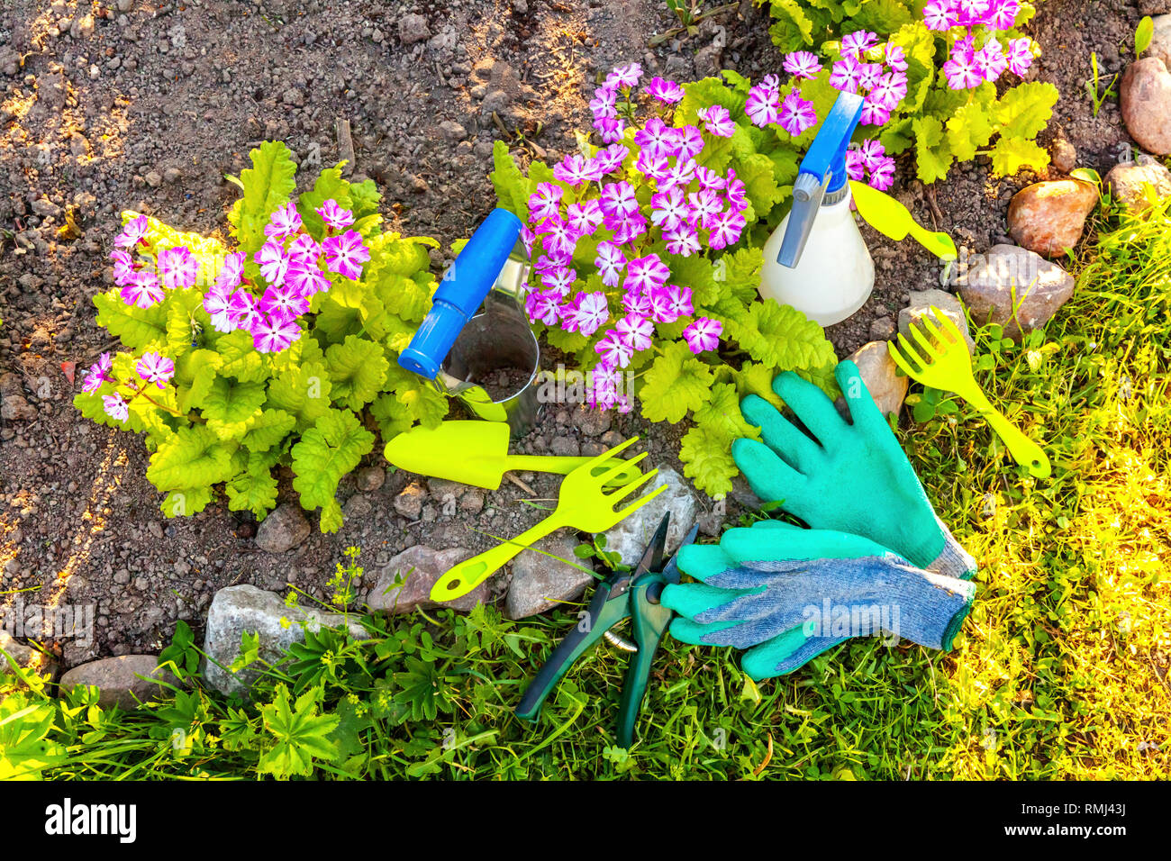 Gardening tools, shovel, spade, pruner, rake, glove, primrose flower on ...
