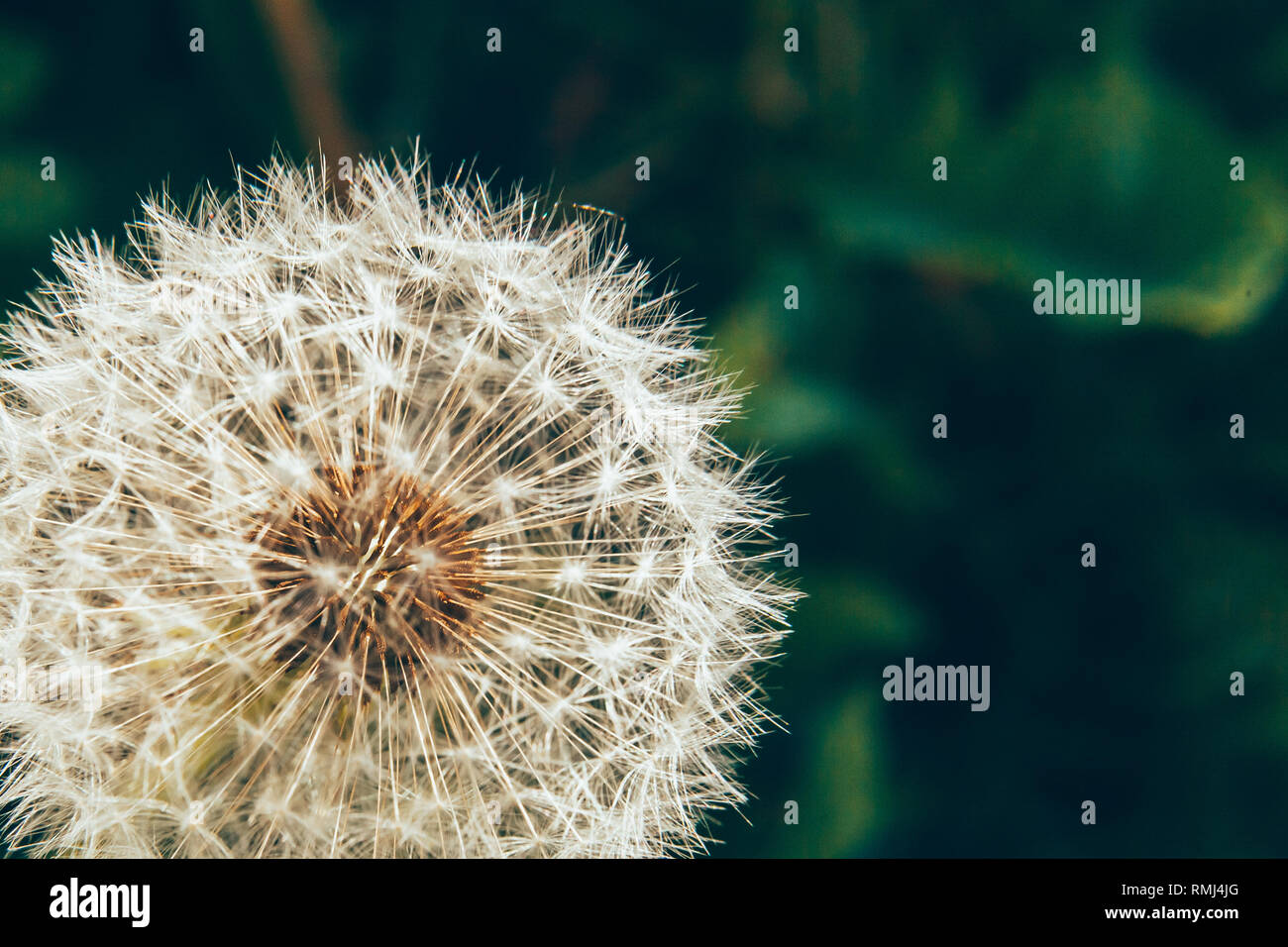 Wind Pollination High Resolution Stock Photography and Images - Alamy