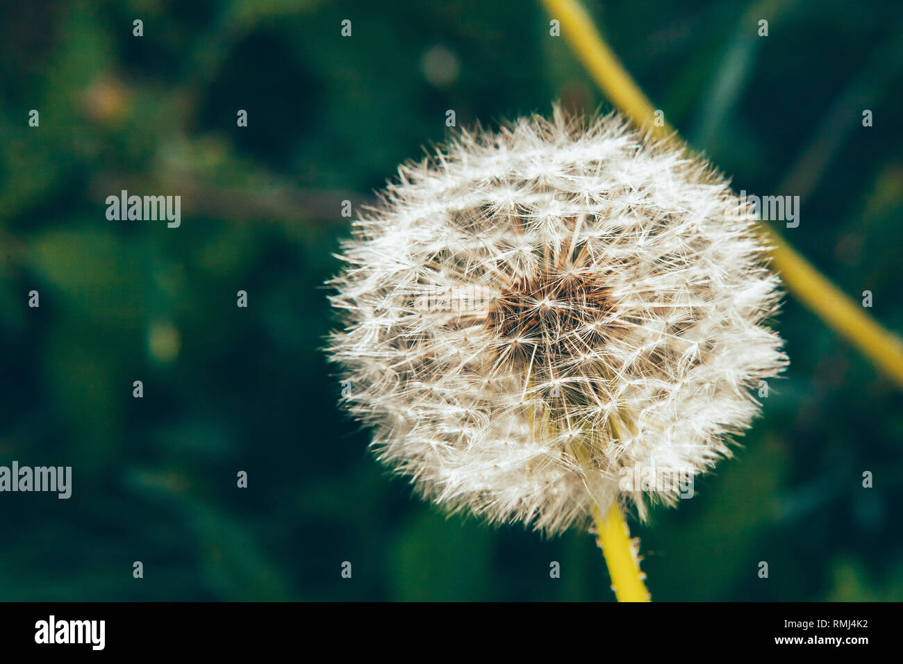 Dandelion seeds blowing in wind in summer field background. Change ...