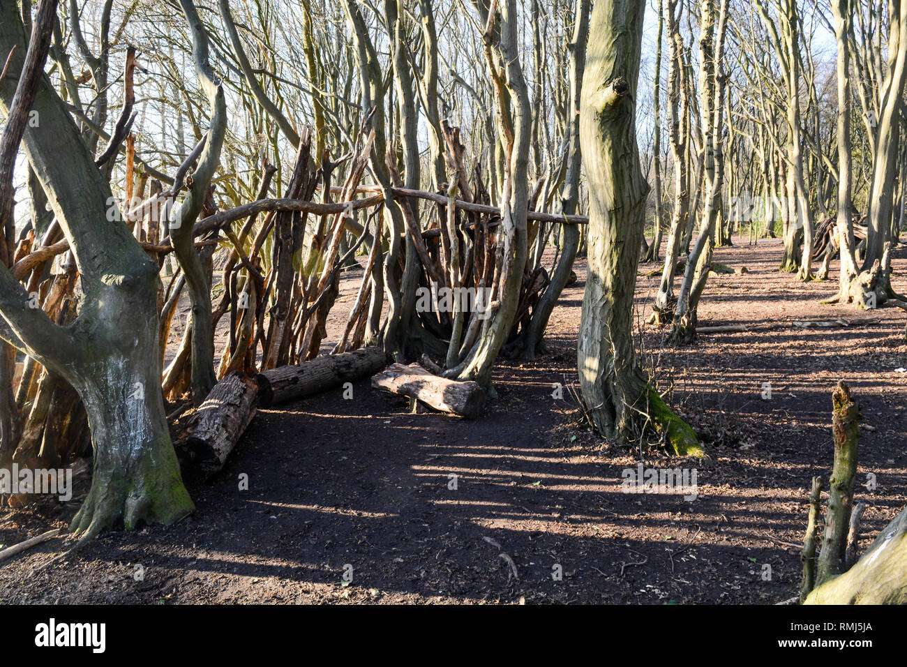 Dens or shelters made from logs and sticks in the forest Stock Photo ...