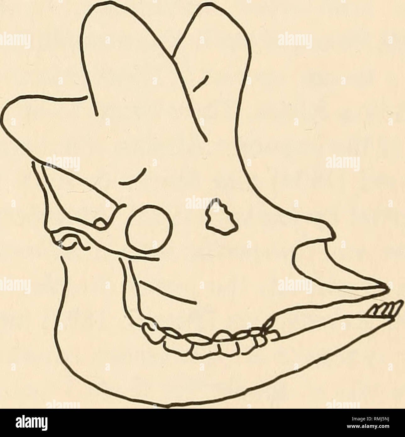 Sivatherium giganteum hi-res stock photography and images - Alamy