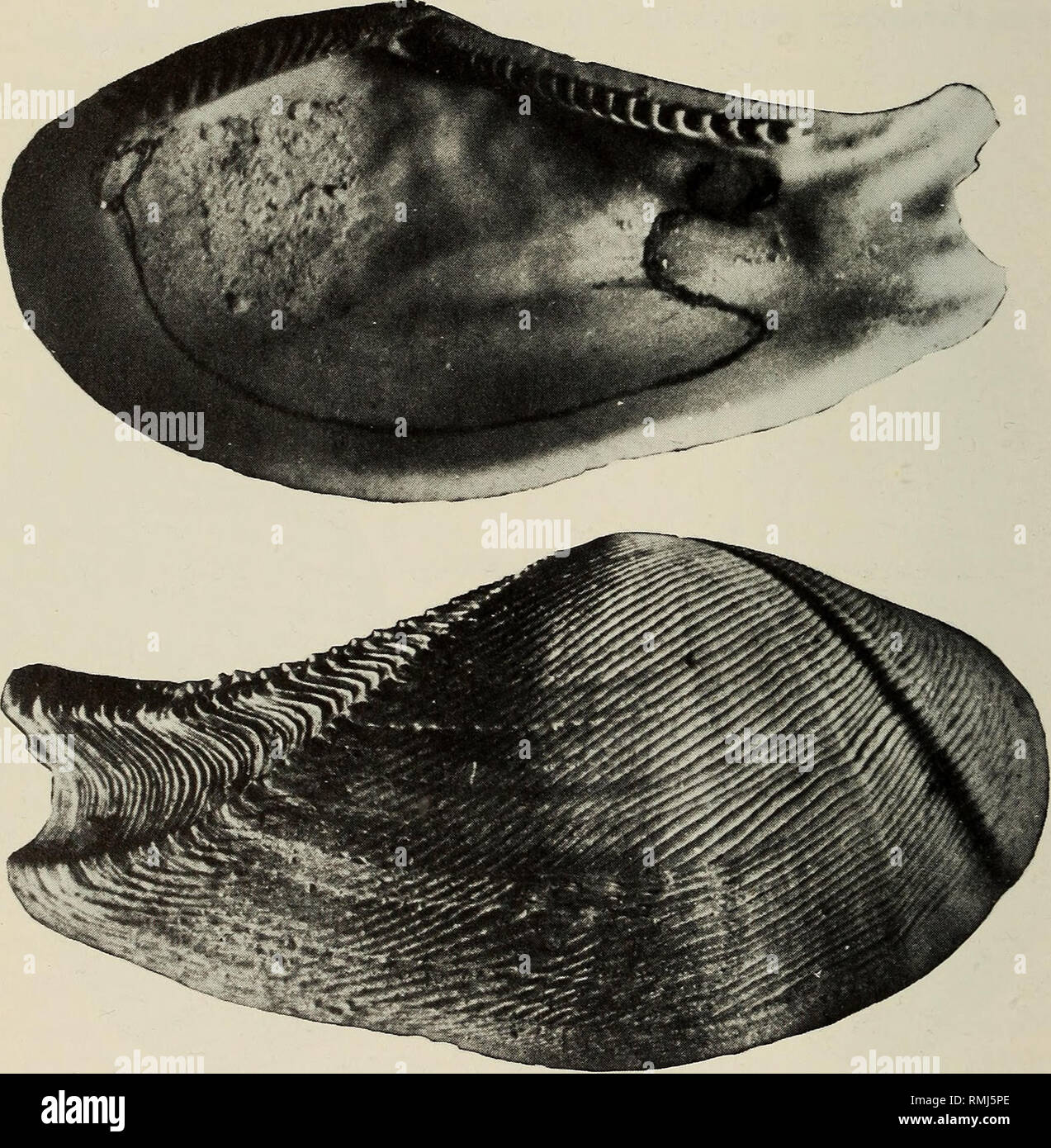 . Annals of the South African Museum = Annale van die Suid-Afrikaanse ...