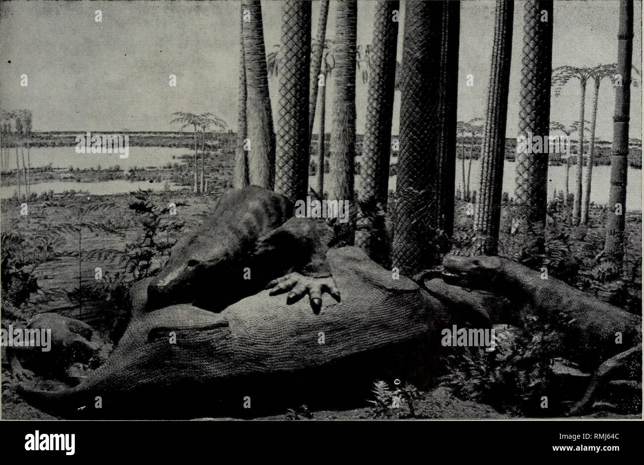 Habitat diorama hi-res stock photography and images - Alamy