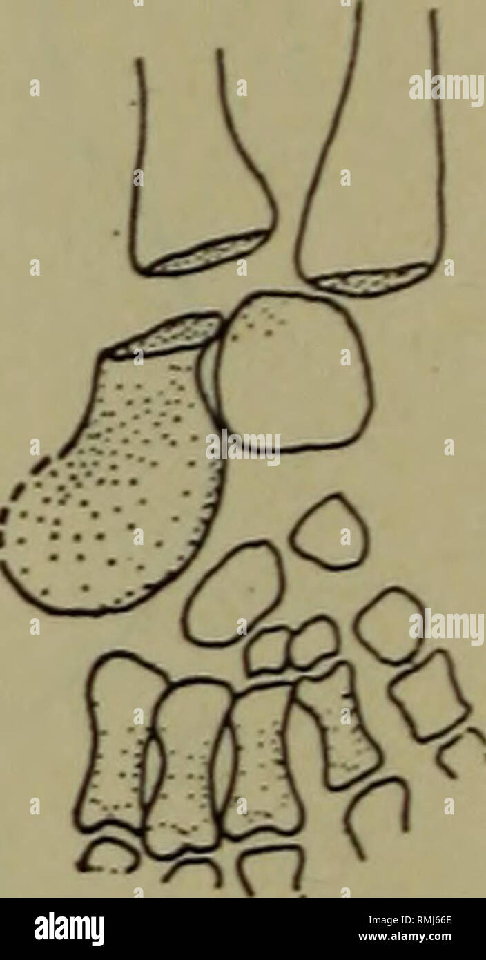 . Annals of the South African Museum. Annale van die Suid-Afrikaanse ...
