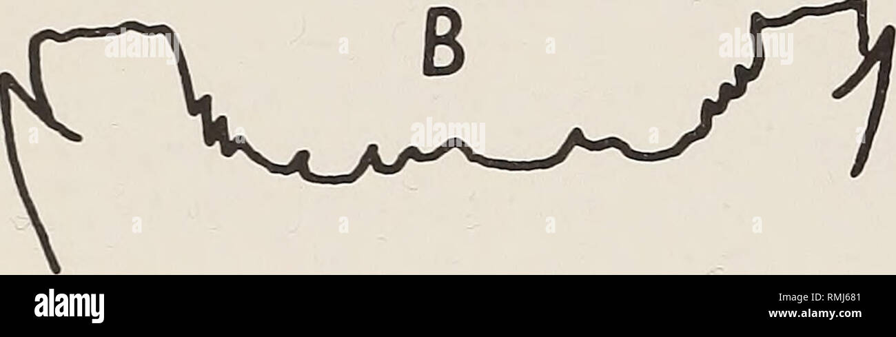 Palinustus hi-res stock photography and images - Alamy