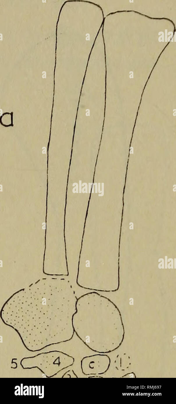 . Annals of the South African Museum. Annale van die Suid-Afrikaanse ...