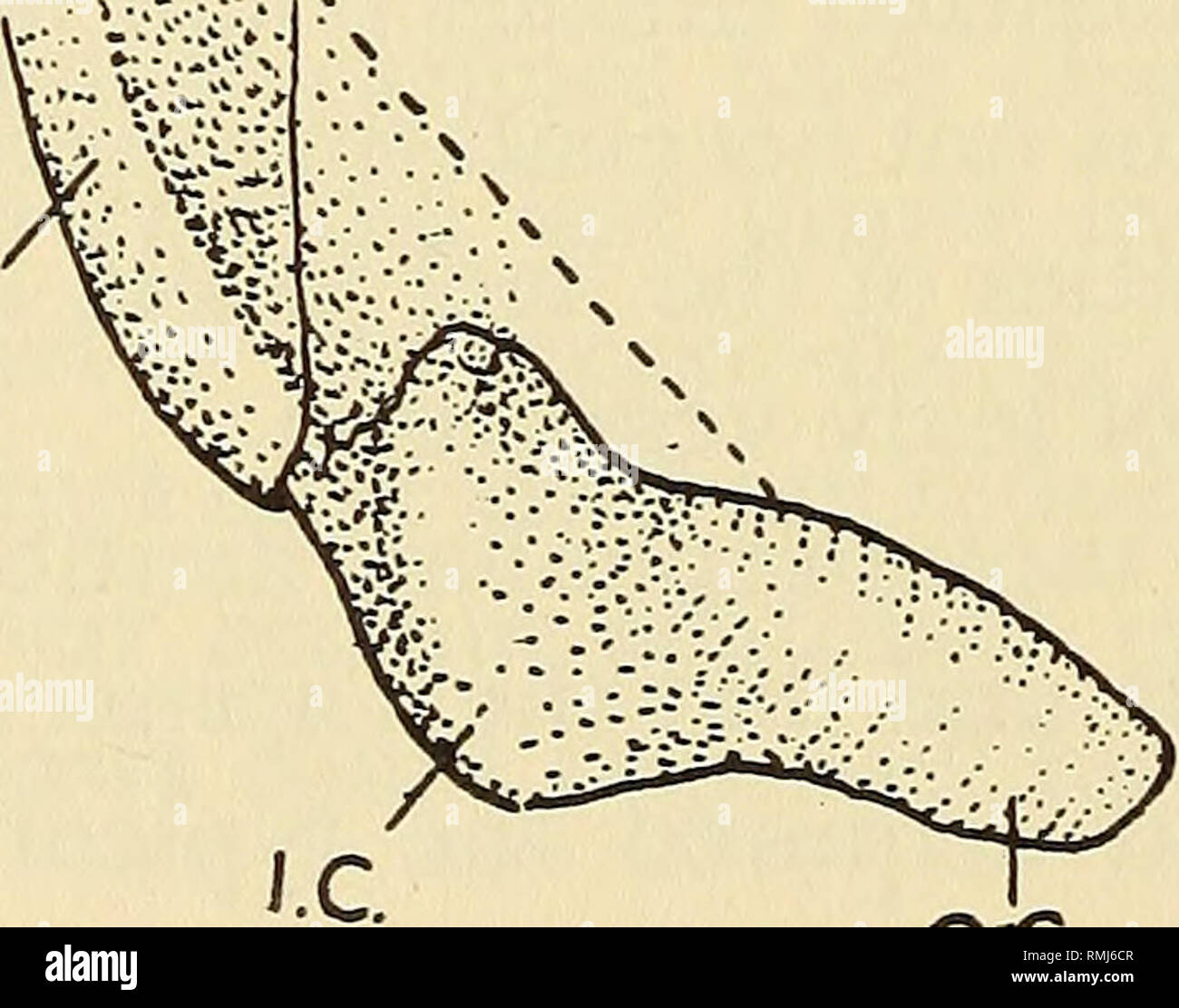 . Annals of the South African Museum = Annale van die Suid-Afrikaanse ...