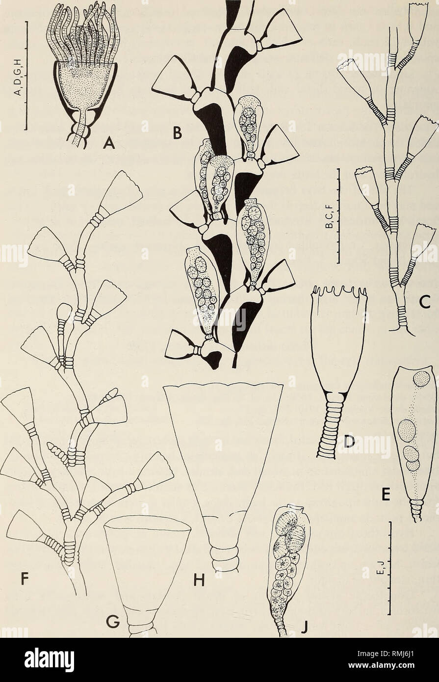 Obelia medusa hi-res stock photography and images - Alamy