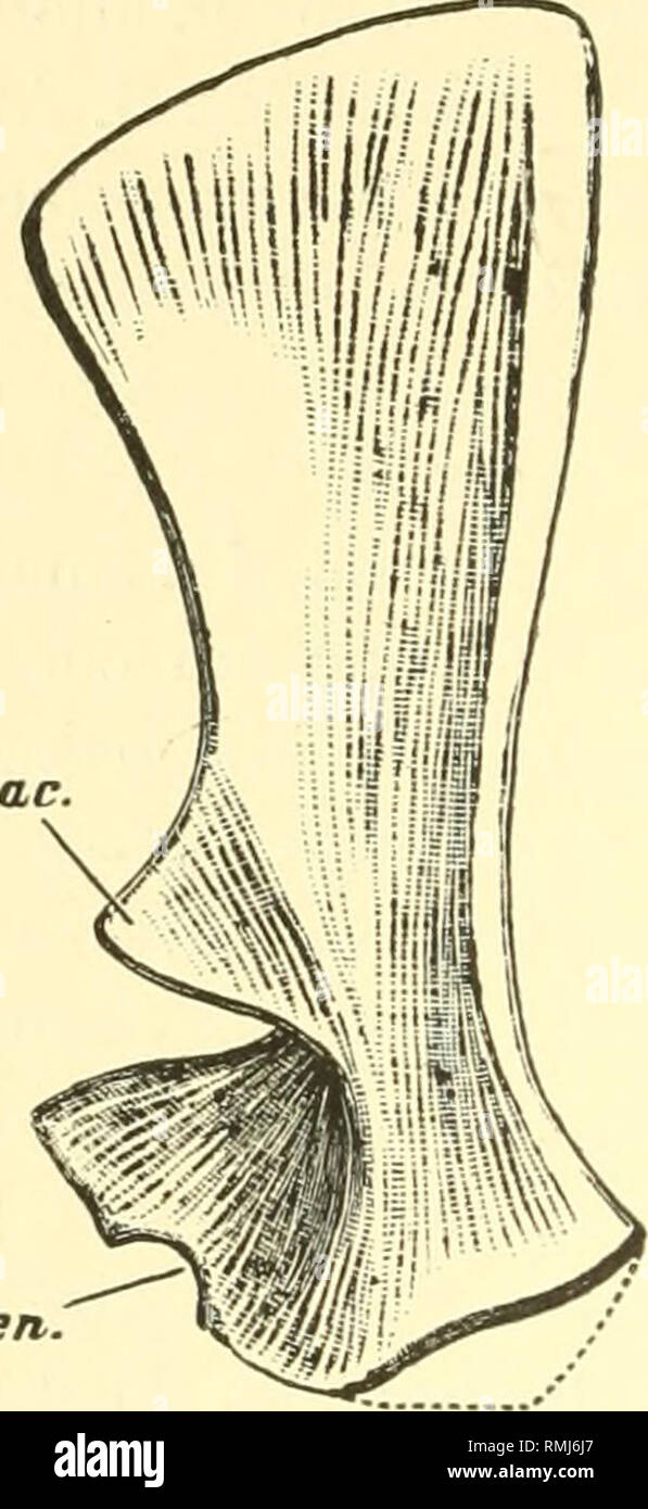 Anomodont hi-res stock photography and images - Alamy