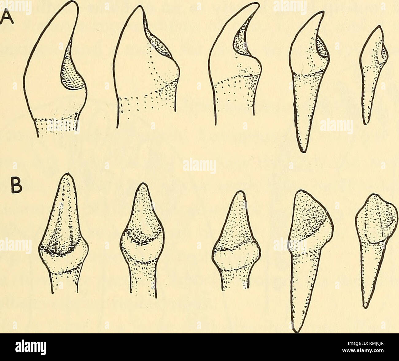 . Annals of the South African Museum = Annale van die Suid-Afrikaanse ...