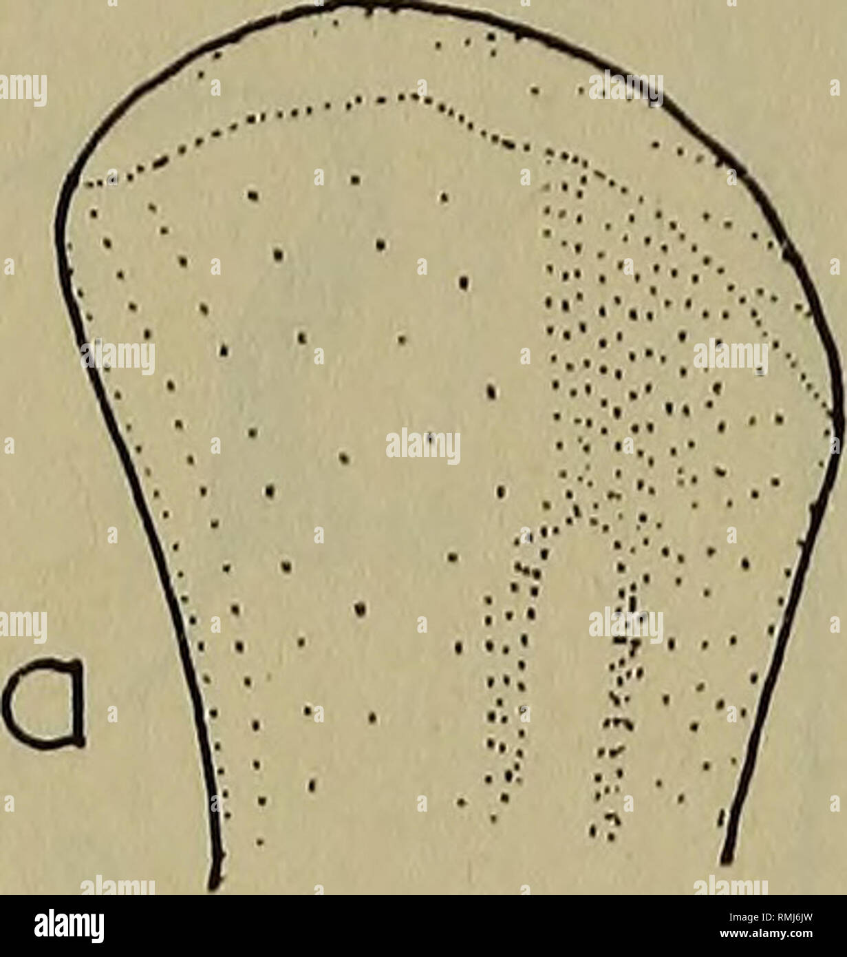 . Annals of the South African Museum. Annale van die Suid-Afrikaanse ...